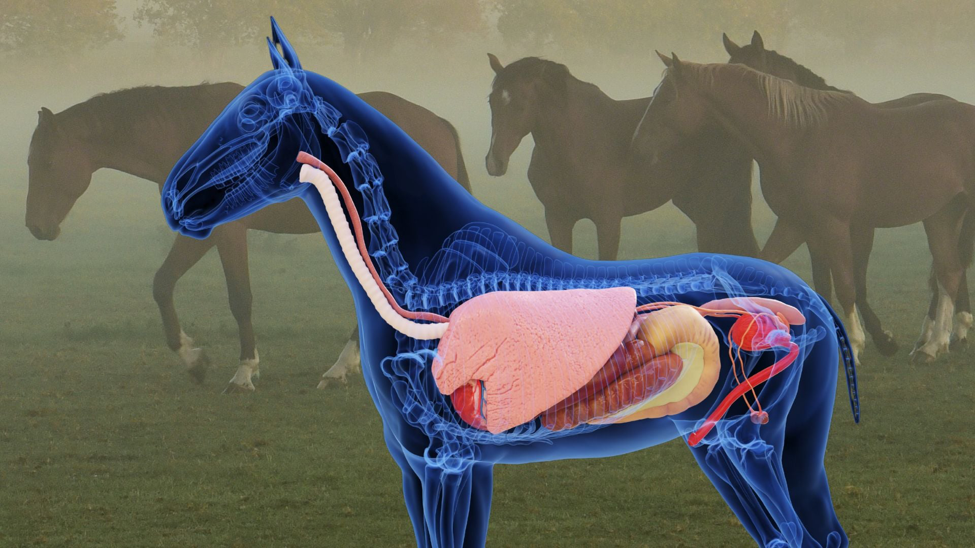 Institut zdraví zvířat